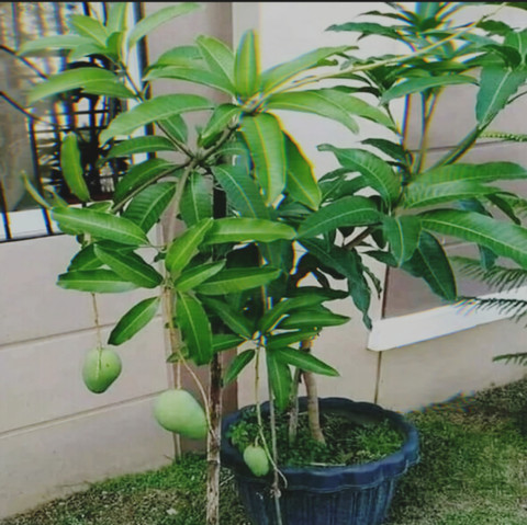 mango tree artificial