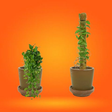 IUK Indoor Plant Support Coco Moss Stick 2 Feet Pack of 2 Natural ...