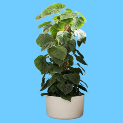 IUK Indoor Plant Support Coco Moss Stick 2 Feet Pack of 2 Natural ...