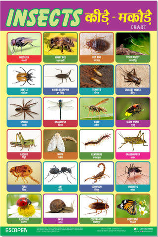 insects chart hd