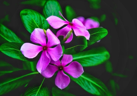 purple oleander tree