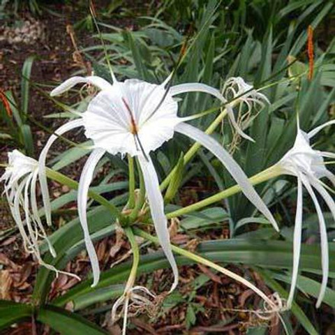 BISWAS Lily Plant Price in India - Buy BISWAS Lily Plant online at ...
