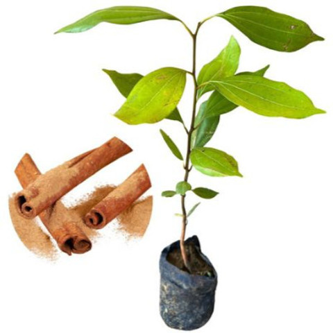 dalchini plant