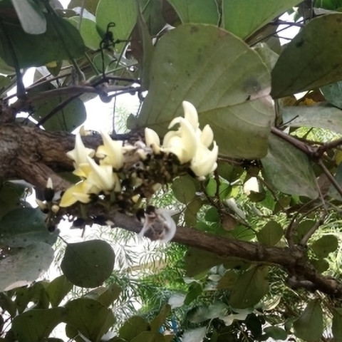 white palash