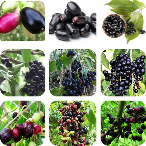 java plum tree seeds