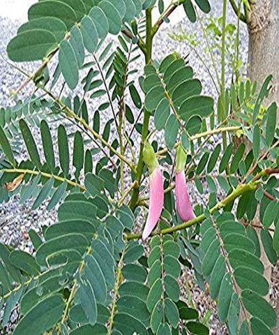 IAgriFarm Sesbania / Agathi / Gaach Munga / August Tree - 100 gram ...