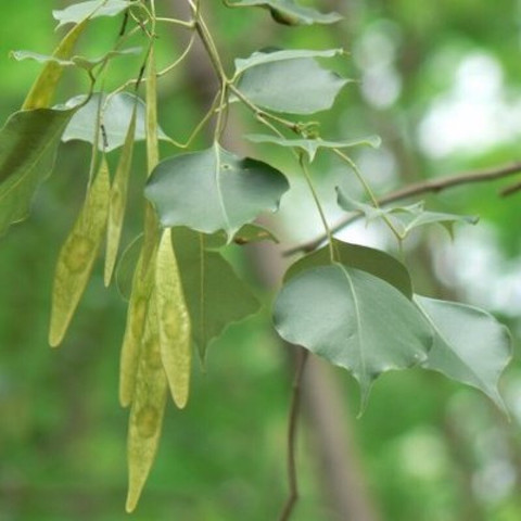 sheesham tree leaves