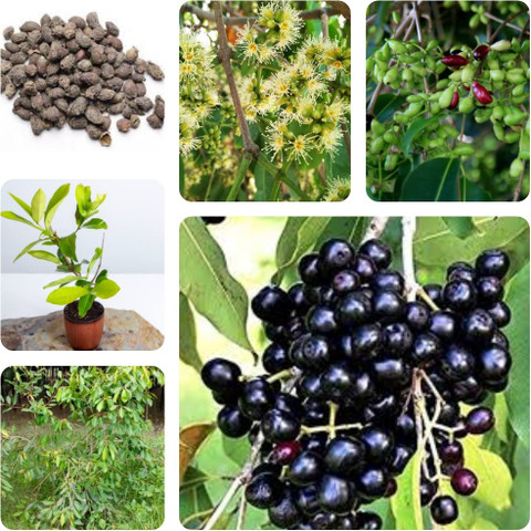 java plum tree seeds