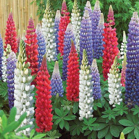 colour lupin