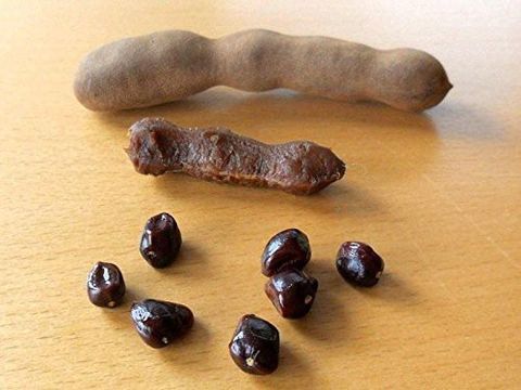 KANAYA IMLI seeds beej,Tamarind Seed Price in India - Buy KANAYA IMLI ...