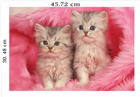 kitten wallpaper border