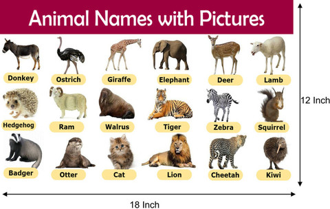tiny animals name