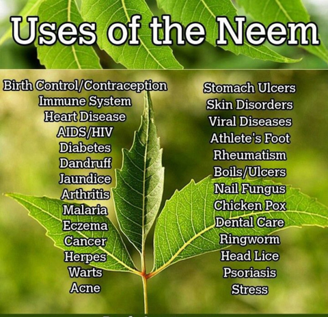 neem tree leaf uses