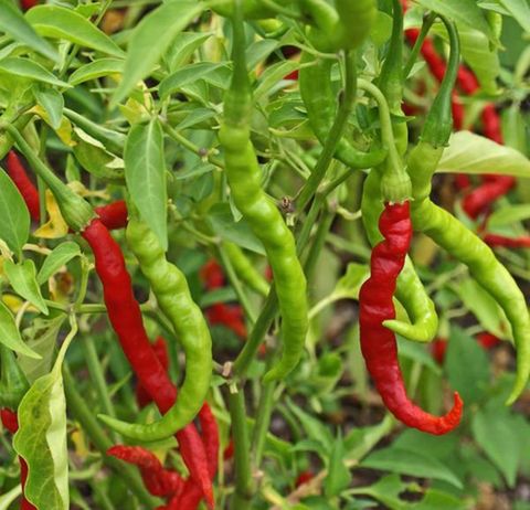 Green World PUSA JWALA CHILLI / MIRCH SEEDS (100 GRAMS SEEDS) Seed ...