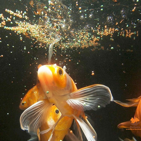 TAIYO All Tropical and Koi 0.8 kg (4x0.2 kg) Dry New Born, Adult, Young ...