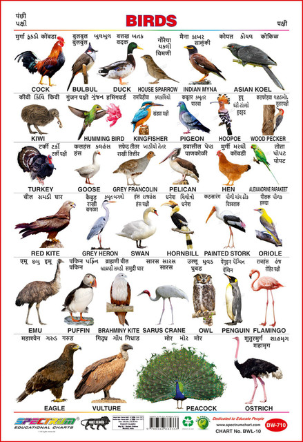 indian animals chart