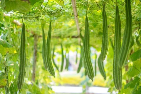 NATURAL AND HERBAL PRODUCTS Peechinga Seeds for Planting | Ridge Gourd ...