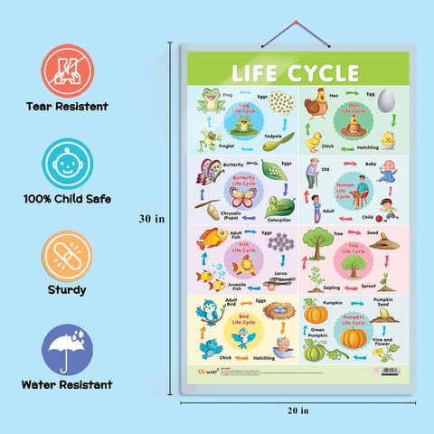 GO WOO Pack of 3 Life Cycle, TIME and DAILY ROUTINEcharts Price in ...