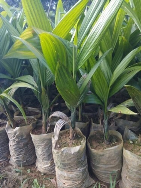 Cloud Farm Betel Nut/Supari Plant Price in India - Buy Cloud Farm Betel ...