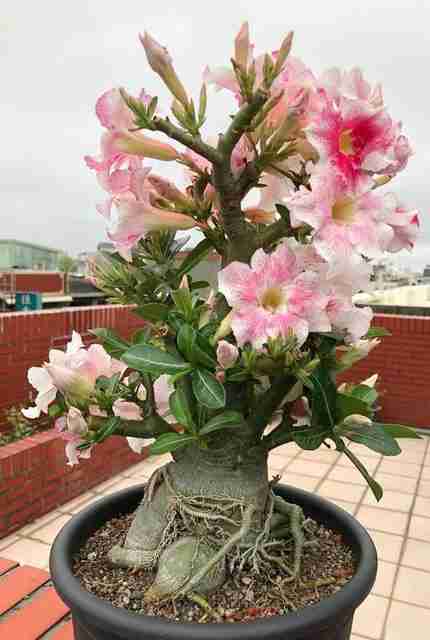 Cloud Farm Adenium Plant Price in India - Buy Cloud Farm Adenium Plant ...