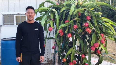 ROYSTORES Dragon Tree Price in India - Buy ROYSTORES Dragon Tree online ...