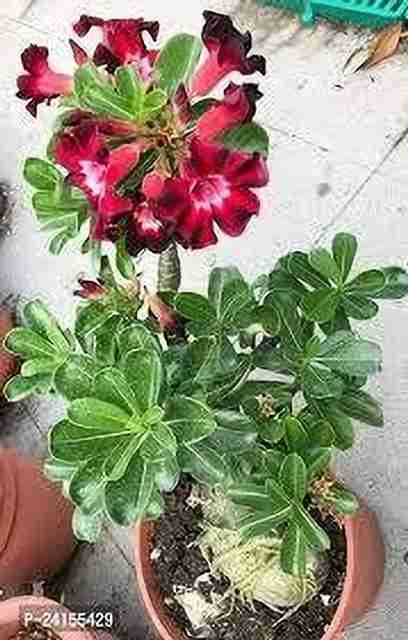 Cloud Farm Adenium Plant Price in India - Buy Cloud Farm Adenium Plant ...