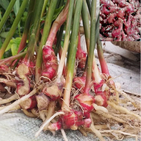 red ginger root