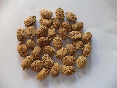 Cloud Farm Vegetable seed -Bitter Gourd - Karela Seeds F1 Hybrid Seed ...