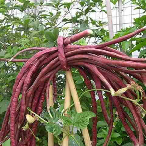 Cloud Farm Red Cowpea Beans Lobia Lal Barbati Seed Price in India - Buy ...