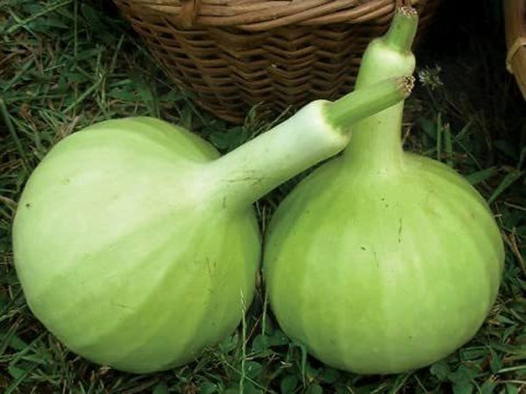 KANAYA LAW/LOWKI Round Bottle Gourd Lauki/Lau/Clabash Seed Price in ...
