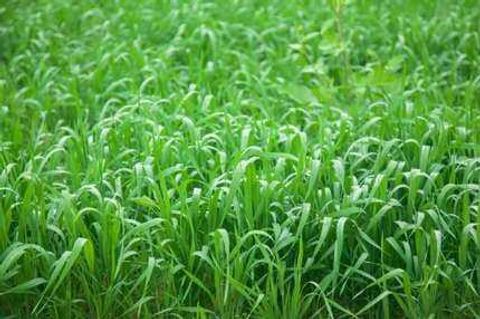 SEMINA VITA hybrid sorghum sudan grass seeds Seed Seed Price in India ...