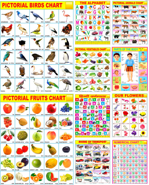 educational wall chart