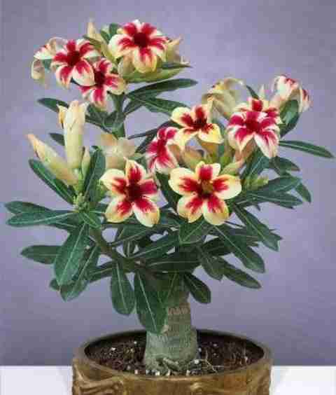 rimi Adenium Plant Price in India - Buy rimi Adenium Plant online at ...