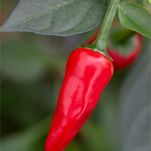 rimi Chilli Spices Plant Price in India - Buy rimi Chilli Spices Plant ...