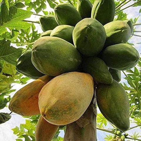 eKisanzone Papaya Seeds -J15 Variety, Pack of 50 Seeds, Papite Ke Beej ...