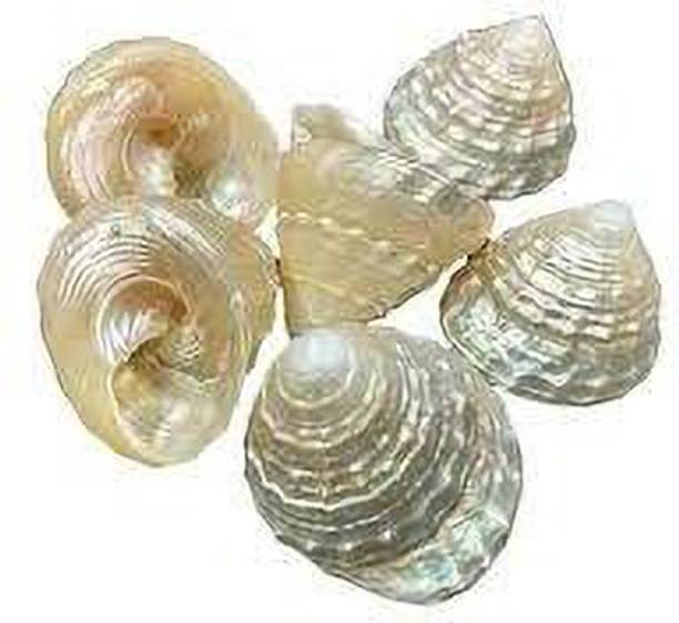 Authentic Shankh & Conch Shells - Pooja Items from ₹199