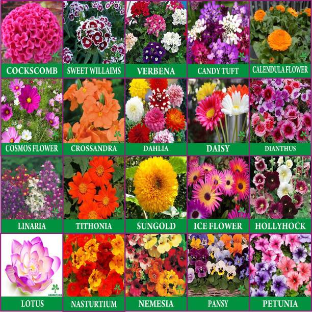 Flower Seeds Online in India | Flipkart | 23-Jul-25