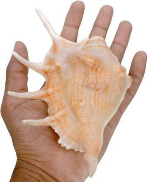Shankh - Buy Shankh Online at Best Prices In India | Flipkart.com