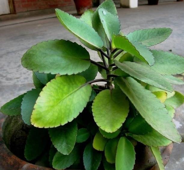 Plants | Buy Indoor Plants, Outdoor Plants | Flipkart