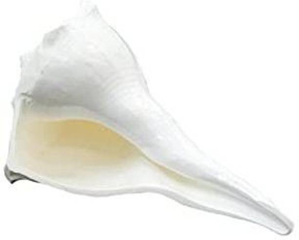 Authentic Shankh & Conch Shells - Pooja Items from ₹199