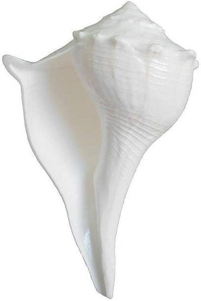 Authentic Shankh & Conch Shells - Pooja Items from ₹199