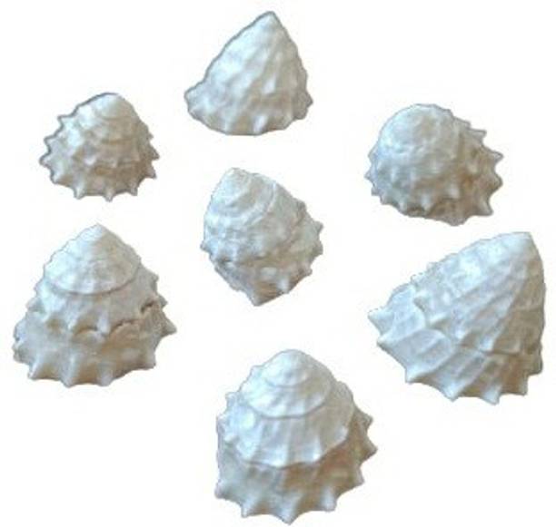 Authentic Shankh & Conch Shells - Pooja Items from ₹199