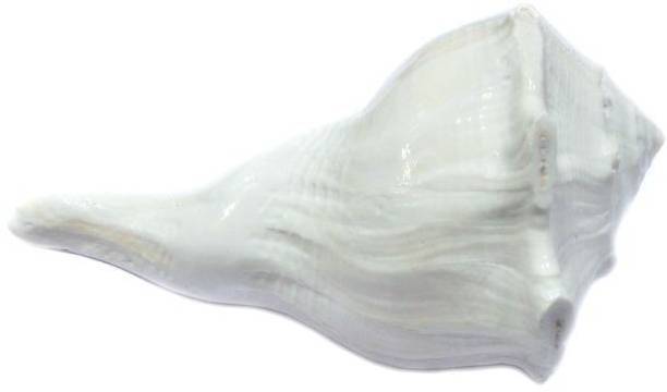 Authentic Shankh & Conch Shells - Pooja Items