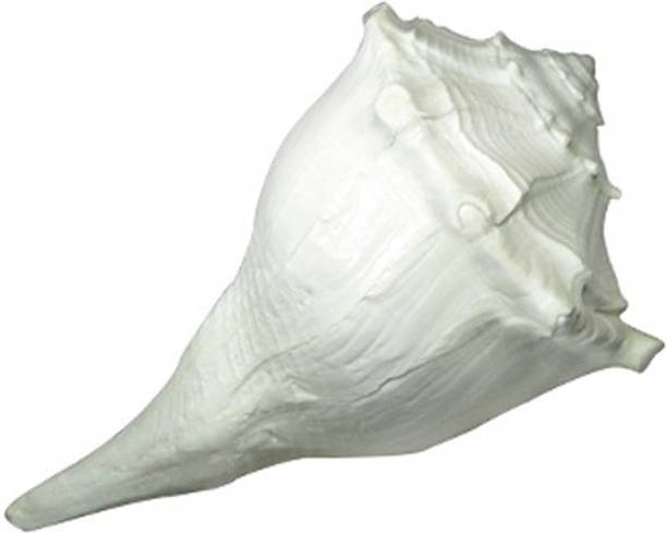Authentic Shankh & Conch Shells - Pooja Items
