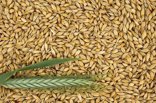 Grains and Millets: Buy Grains and Millets Online In India | Flipkart.com