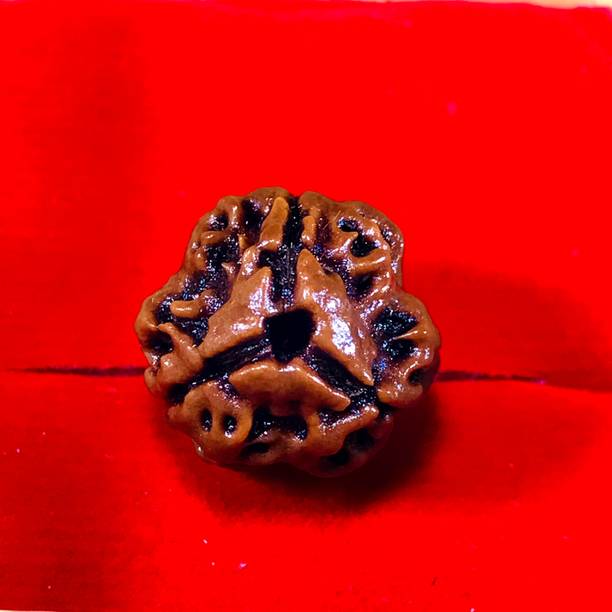 Rudraksha - Buy Rudraksha online at Best Prices in India | Flipkart.com