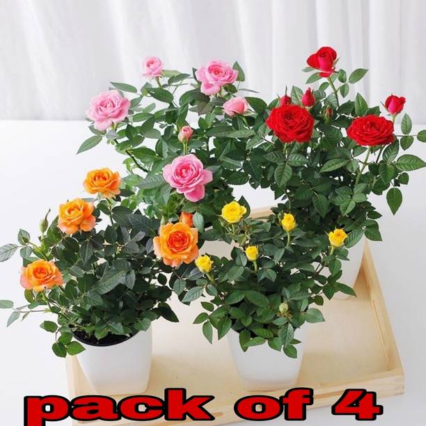 Rose Plant Online in India | Flipkart | 24-Feb-25