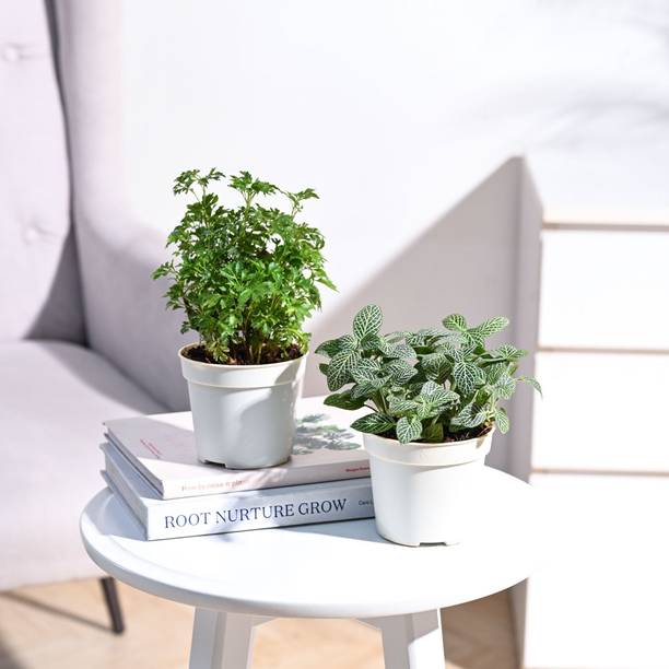 Plants | Buy Indoor Plants, Outdoor Plants | Flipkart