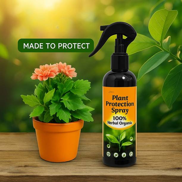 Plants | Buy Indoor Plants, Outdoor Plants | Flipkart