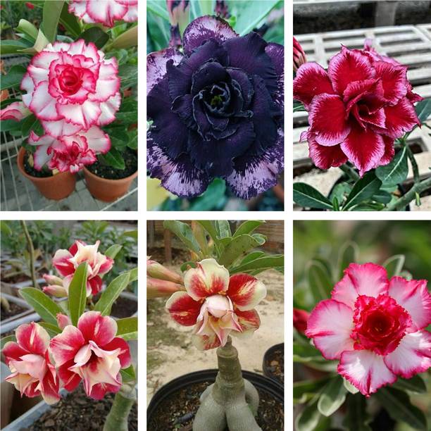 Buy Adenium Plants Online | Healthy Desert Roses for Sale